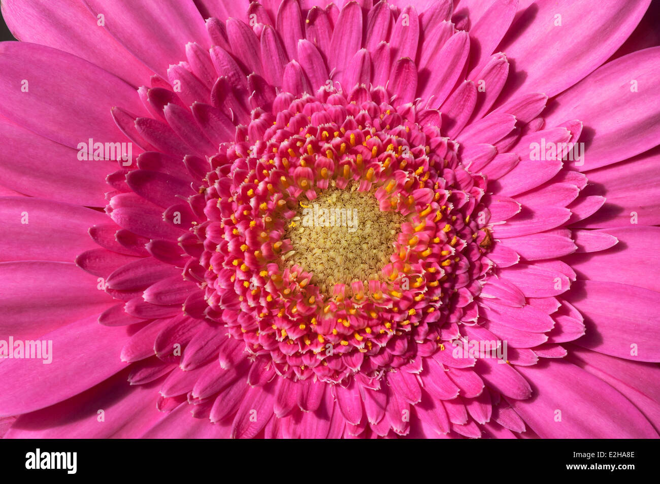Gerbera flower detail hi-res stock photography and images - Alamy