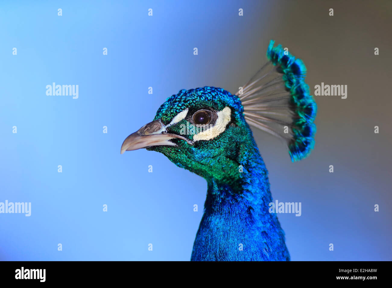 Indian Peafowl, Blue Peafowl or Common Peafowl (Pavo cristatus) adult ...