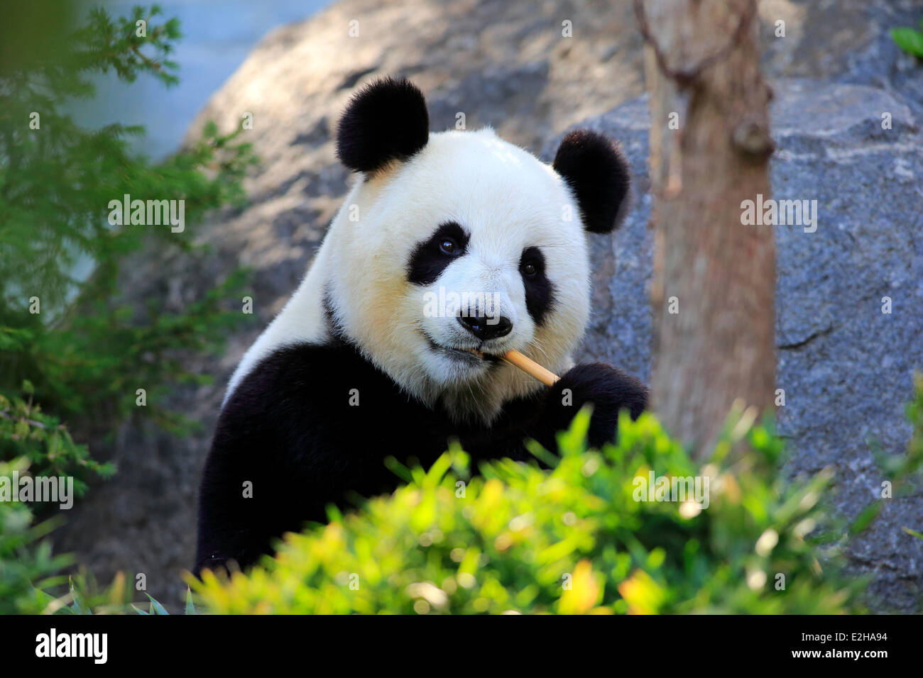 Giant Panda (Ailuropoda melanoleuca) adult, feeding, Asia Stock Photo ...