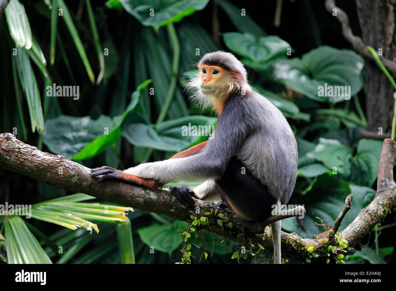Douc Langur or Red-shanked Douc (Pygathrix nemaeus), adult, on tree ...