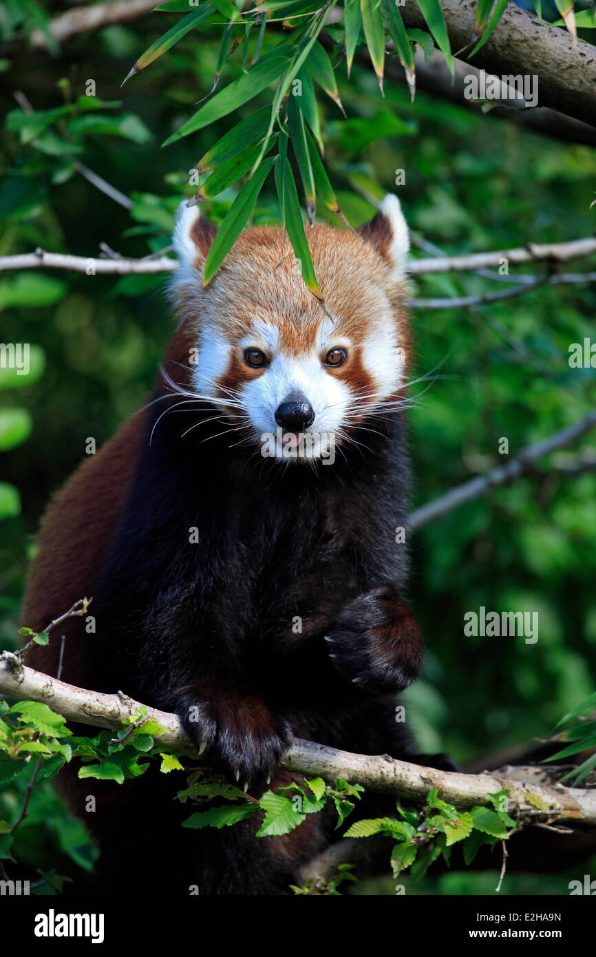 Western Red Panda (Ailurus fulgens fulgens), adult, on a tree, Asia ...
