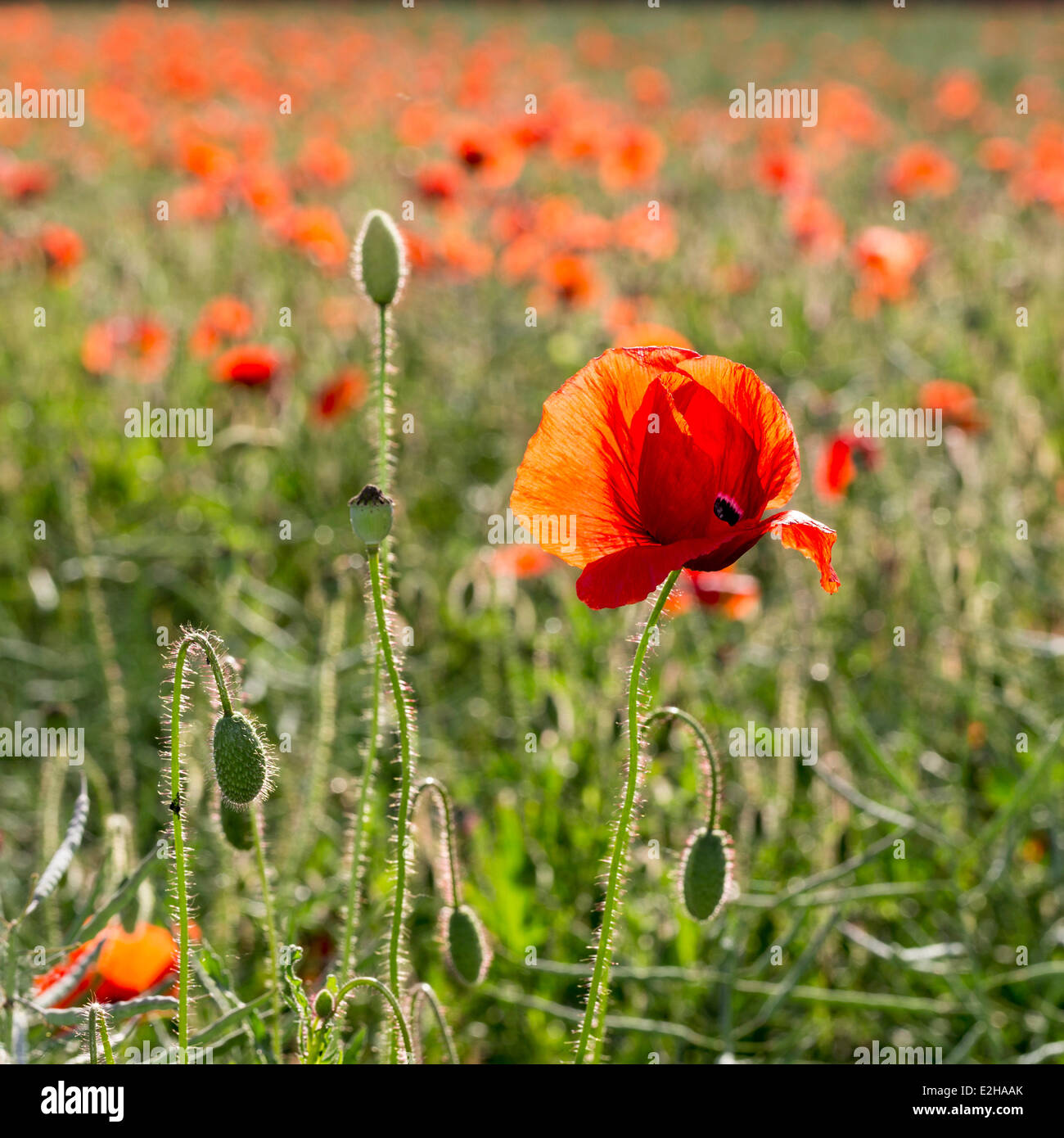 Corn Poppy (Papaver rhoeas) in a field Stock Photo - Alamy