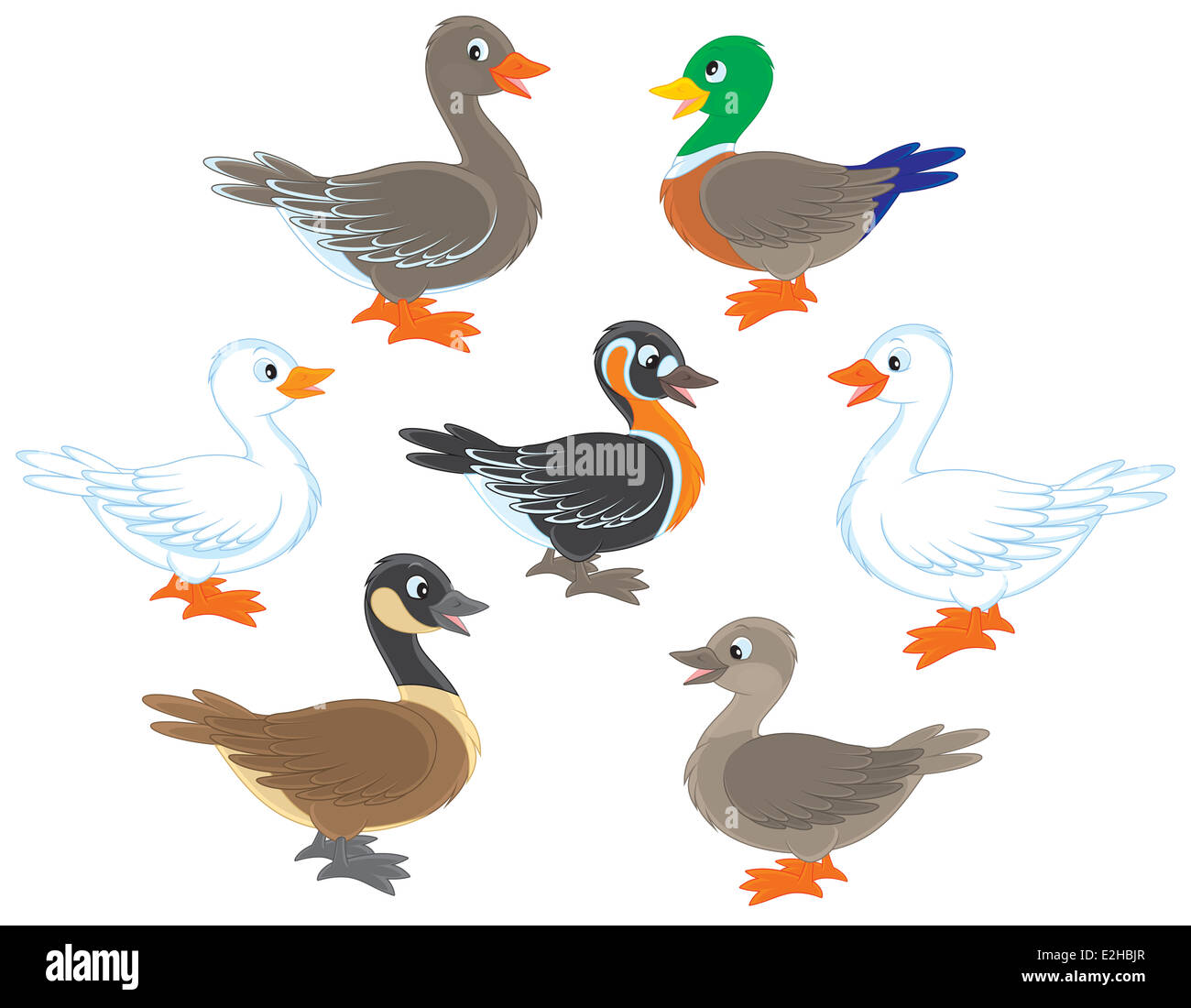 Ducks and geese Stock Photo - Alamy