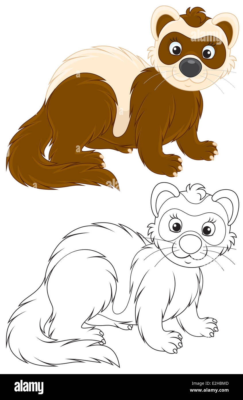 Polecat drawing hi-res stock photography and images - Alamy