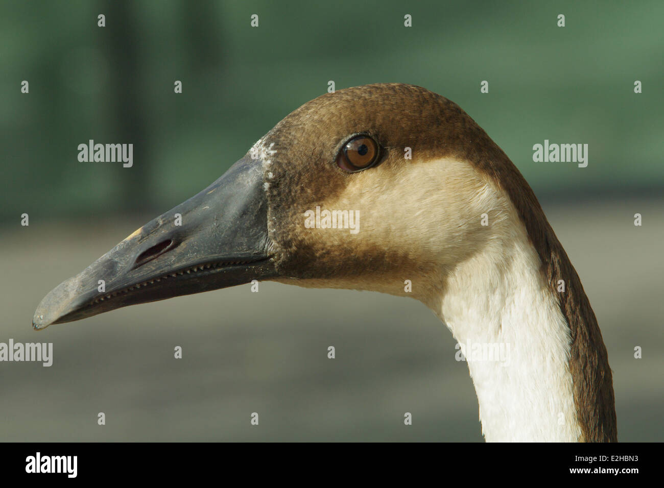 Wild swan goose AKA Chinese goose - Anser cygnoides Stock Photo - Alamy