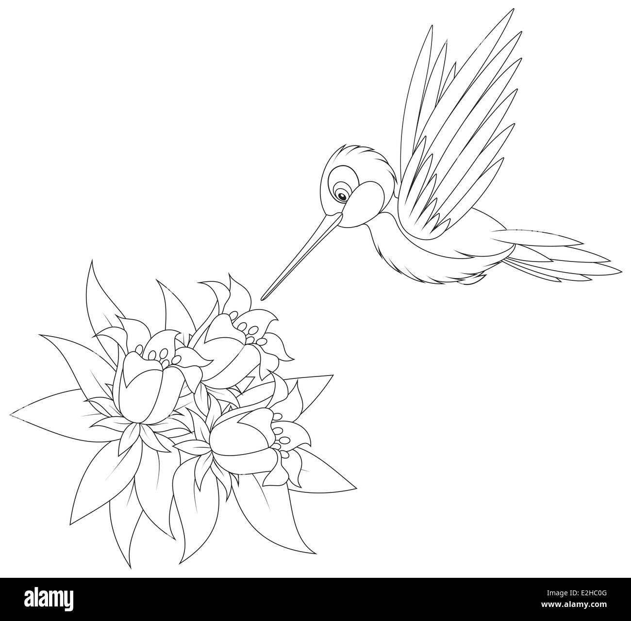 Hummingbird nature Black and White Stock Photos & Images - Alamy