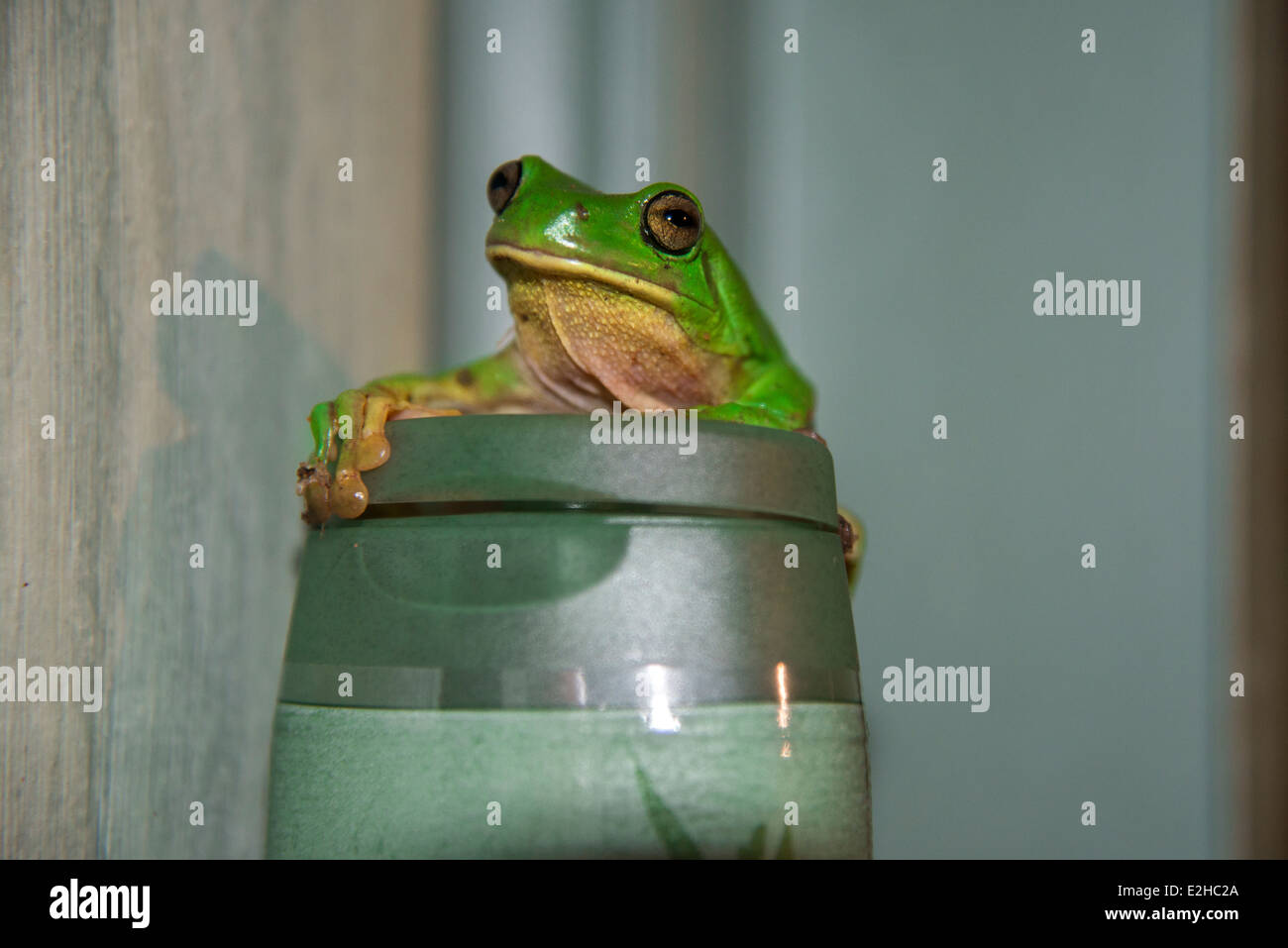 Frog in shower hi-res stock photography and images - Alamy