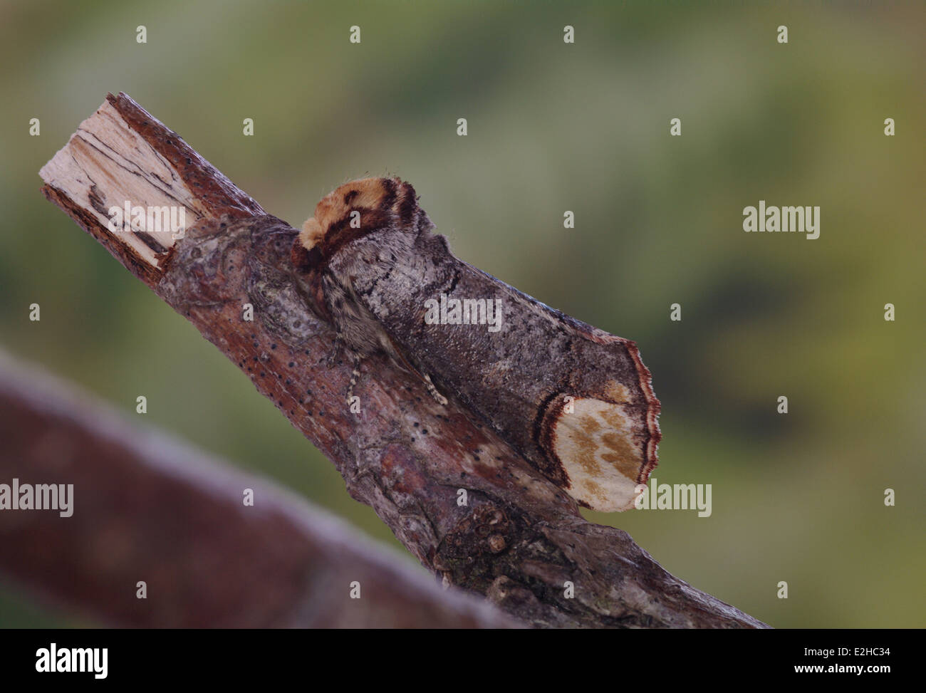 Buff tip moth - Phalera bucephala Stock Photo - Alamy
