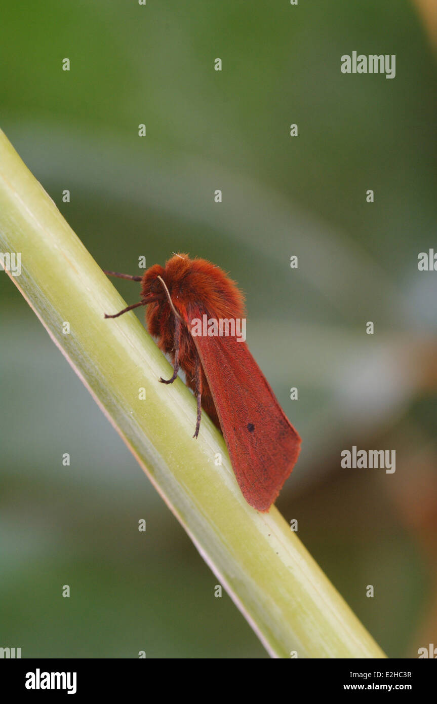 Ruby tiger moth hi-res stock photography and images - Alamy