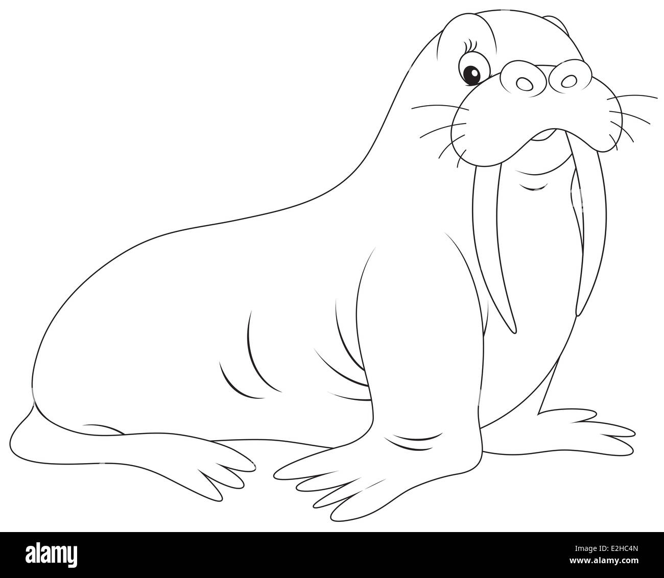 Polar walrus Black and White Stock Photos & Images - Alamy