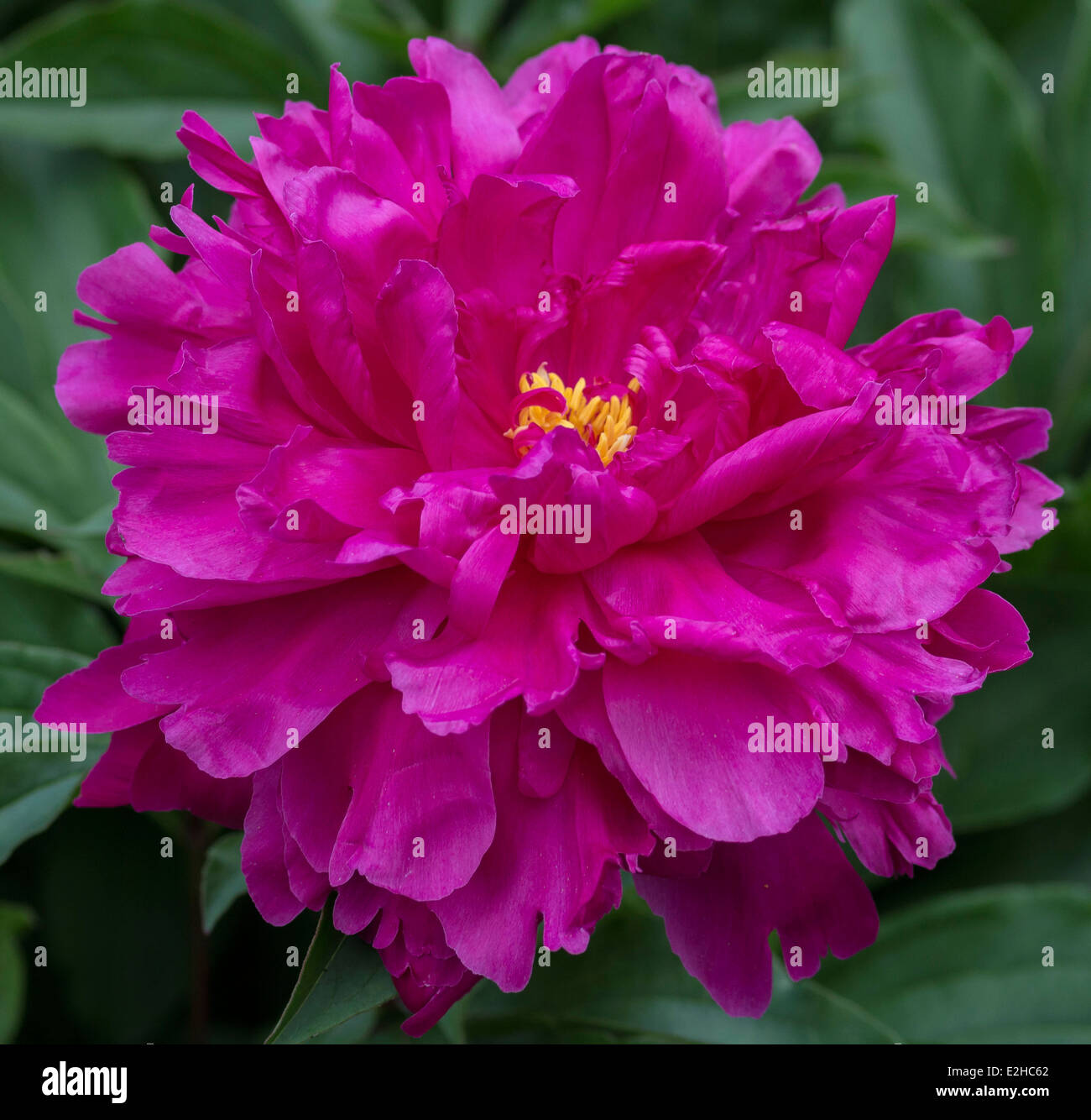 Purple peony hi-res stock photography and images - Alamy