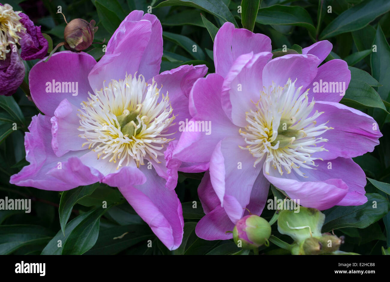 Two pink peonies hi-res stock photography and images - Alamy
