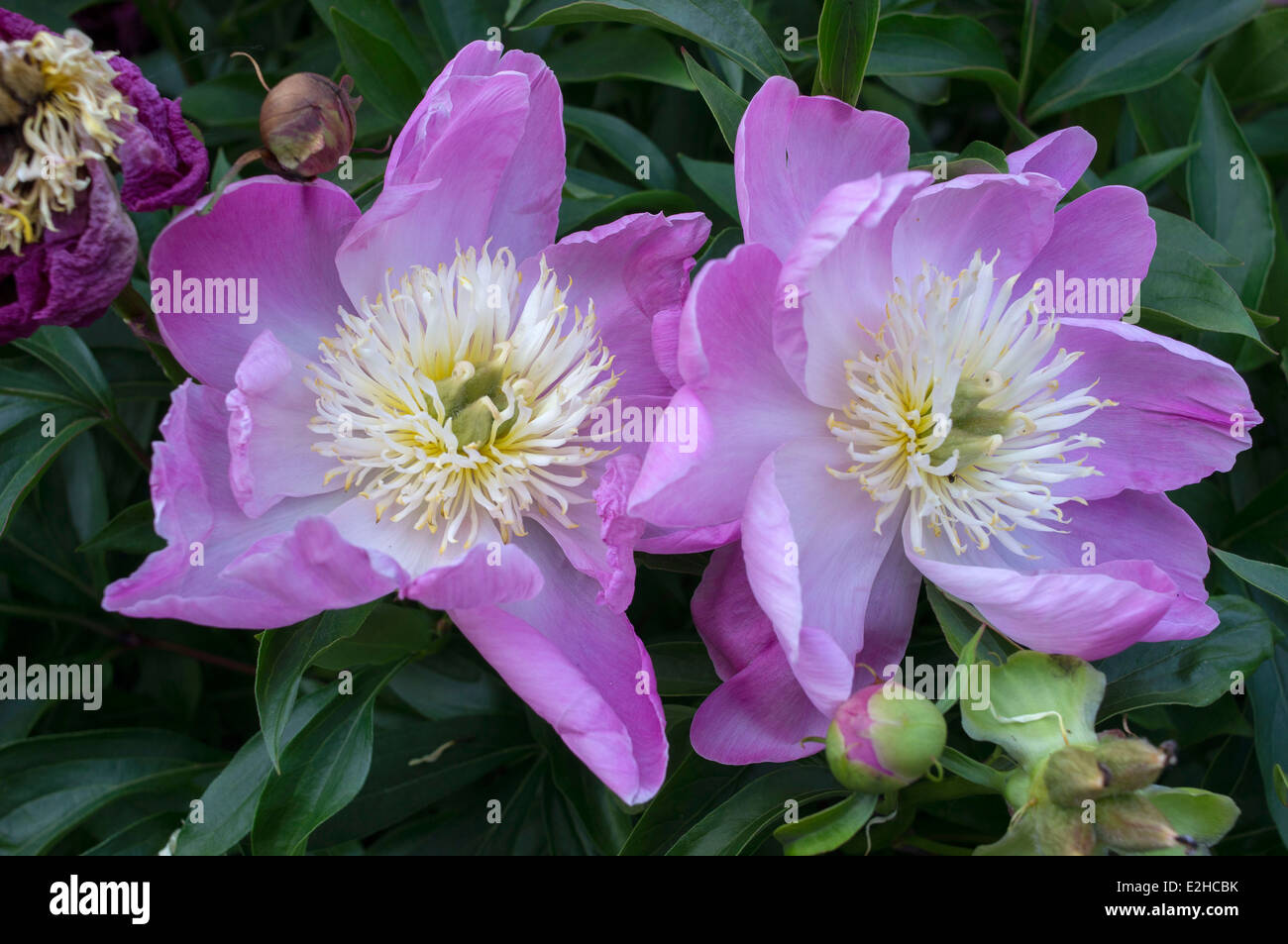 Two pink peonies hi-res stock photography and images - Alamy