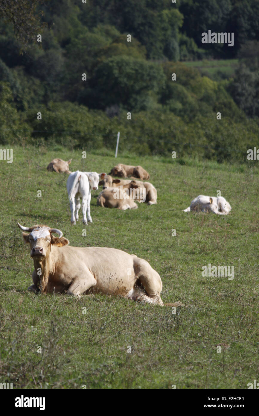 Cow with horns in opposite directions, on the grassland, Isere, Rhone ...
