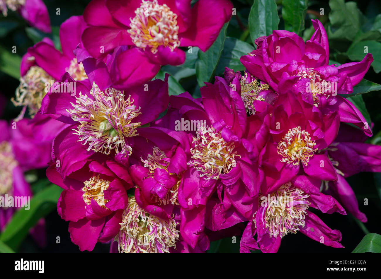 Bunch of red scarlet peonies close up Peonia Stock Photo - Alamy