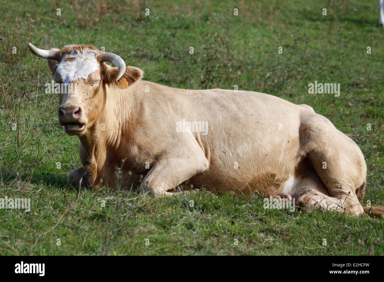 Cow with horns in opposite directions, on the grassland, Isere, Rhone ...