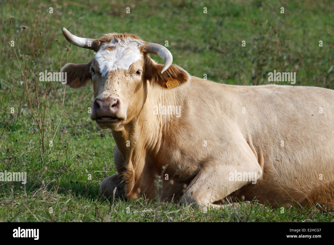 Cow with horns in opposite directions, on the grassland, Isere, Rhone ...