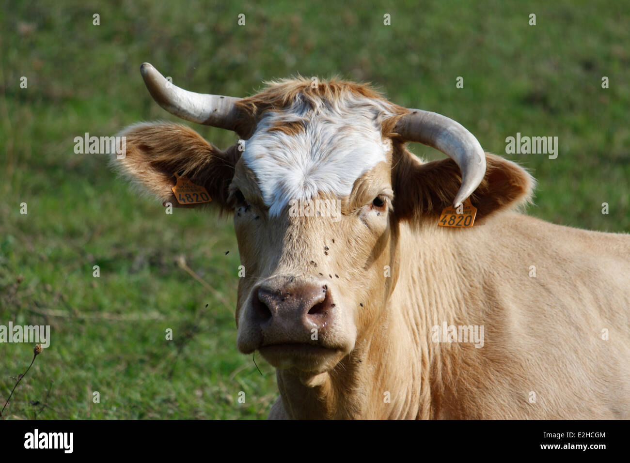 Cow with horns in opposite directions, on the grassland, Isere, Rhone ...