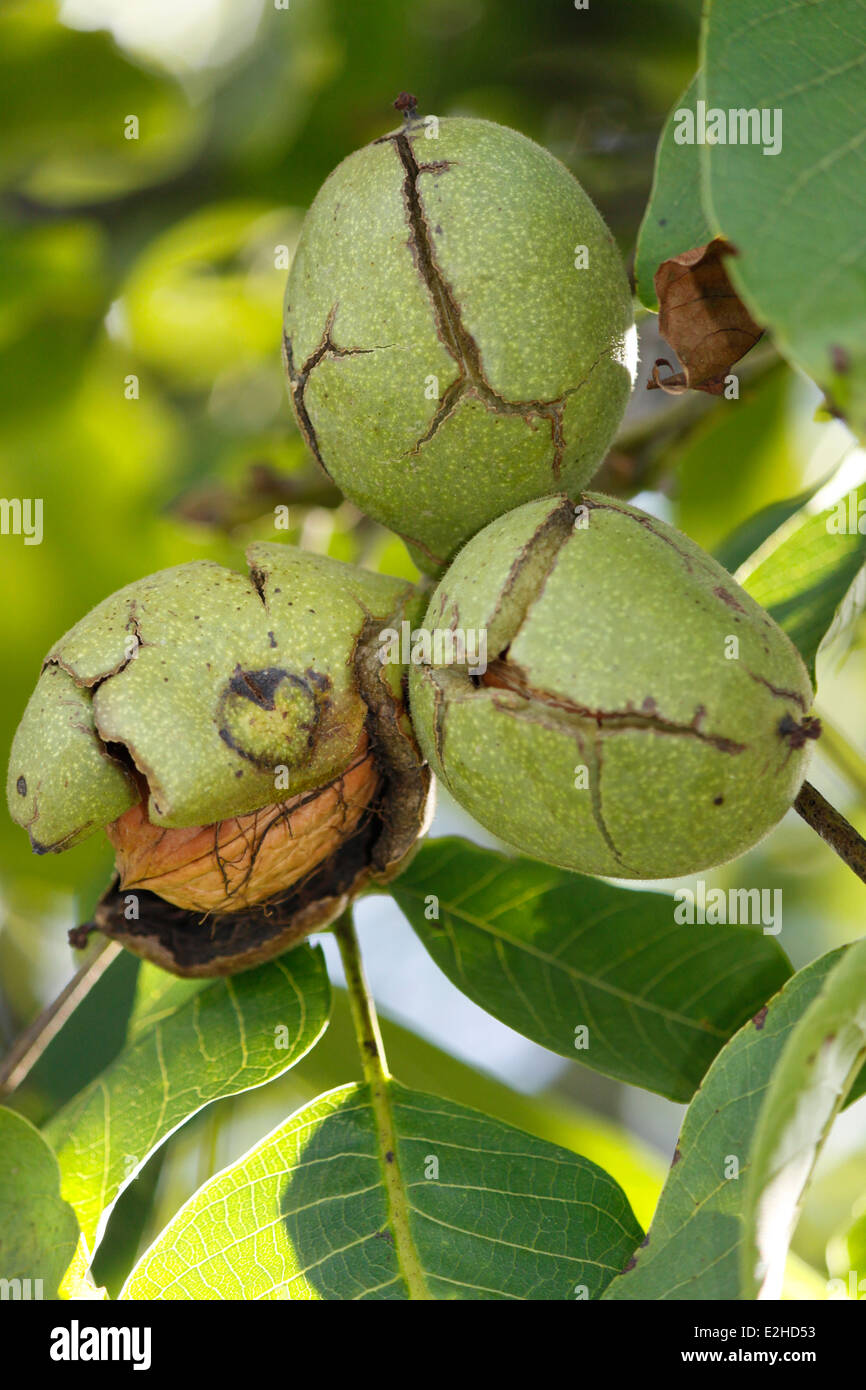 Walnut tree france hi-res stock photography and images - Alamy