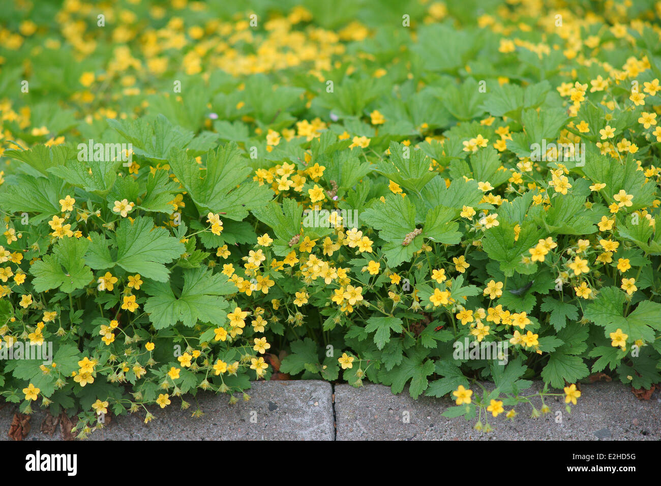 Waldsteinia geoides yellow spring flowers and green leaves Stock Photo ...