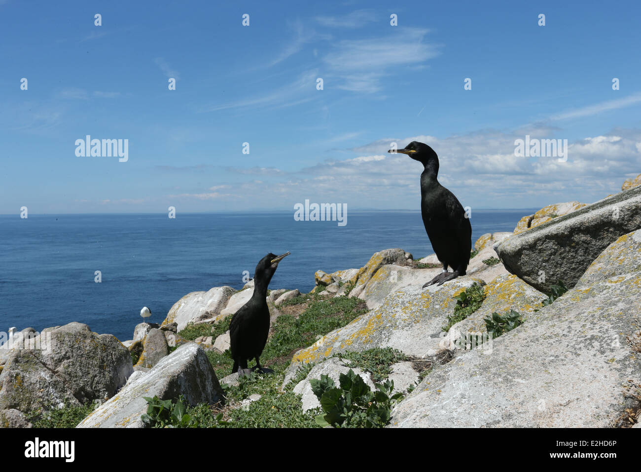 Two shags stand on rocks on Great Saltee Island in Wexford, Ireland ...