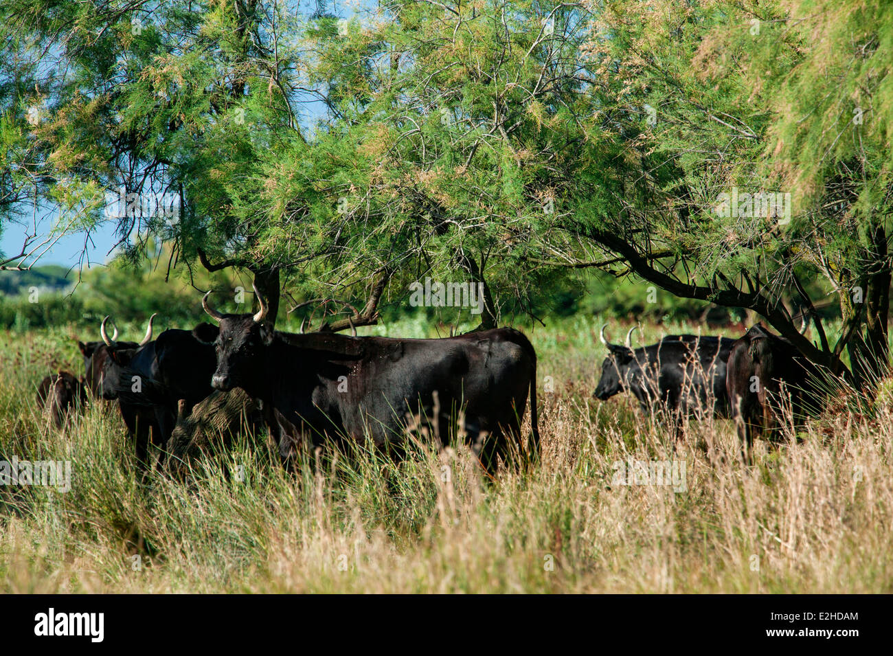 Camargue Cattle, France Stock Photo - Alamy