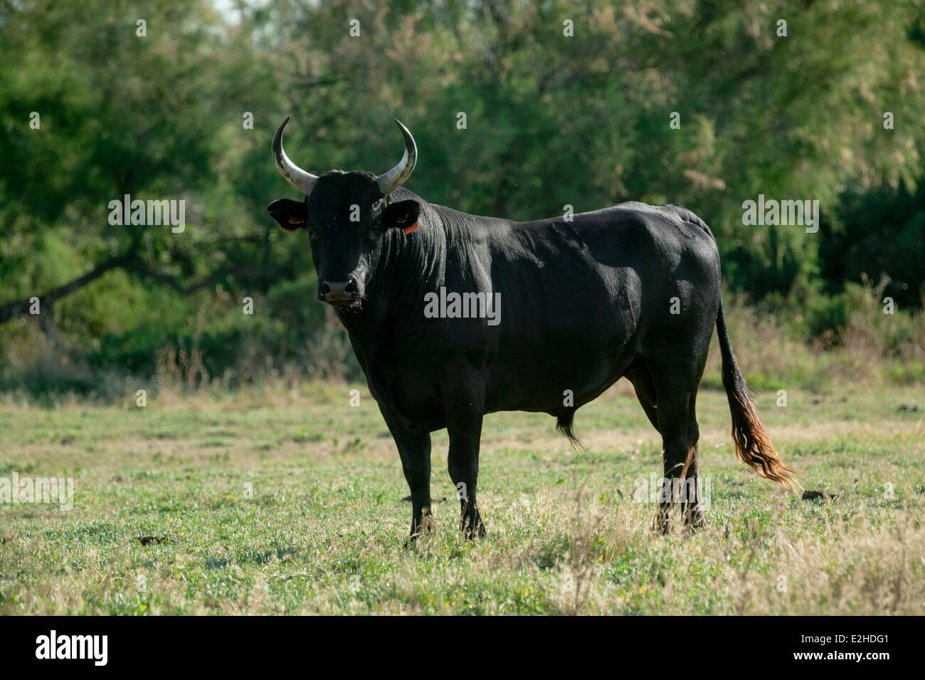 Camargue cattle hi-res stock photography and images - Alamy