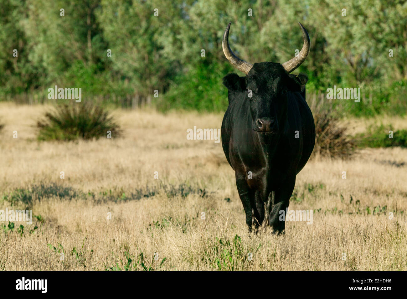 Camargue Cattle High Resolution Stock Photography and Images - Alamy
