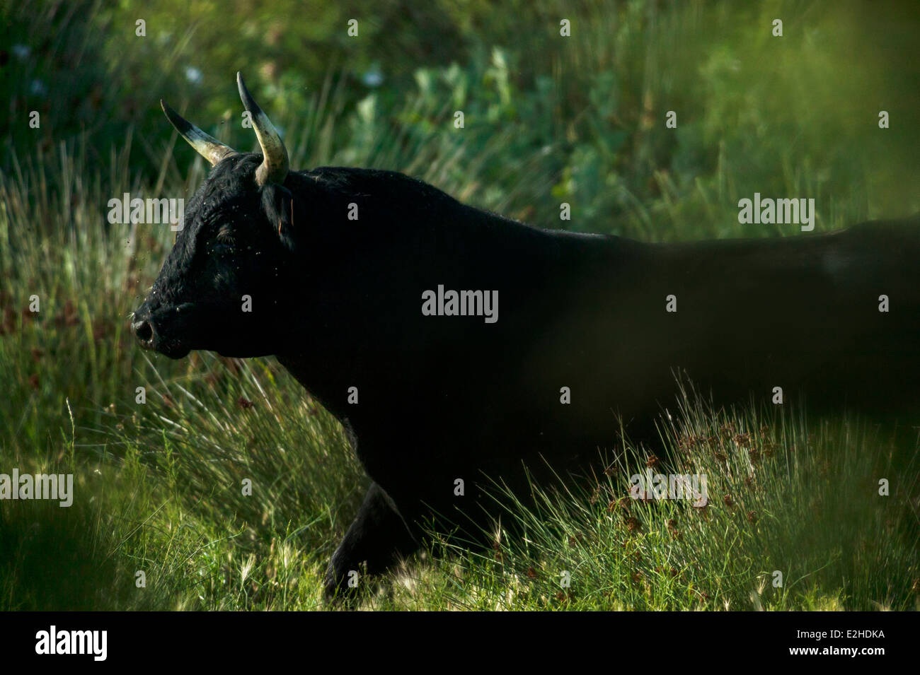 Camargue Cattle, France Stock Photo - Alamy