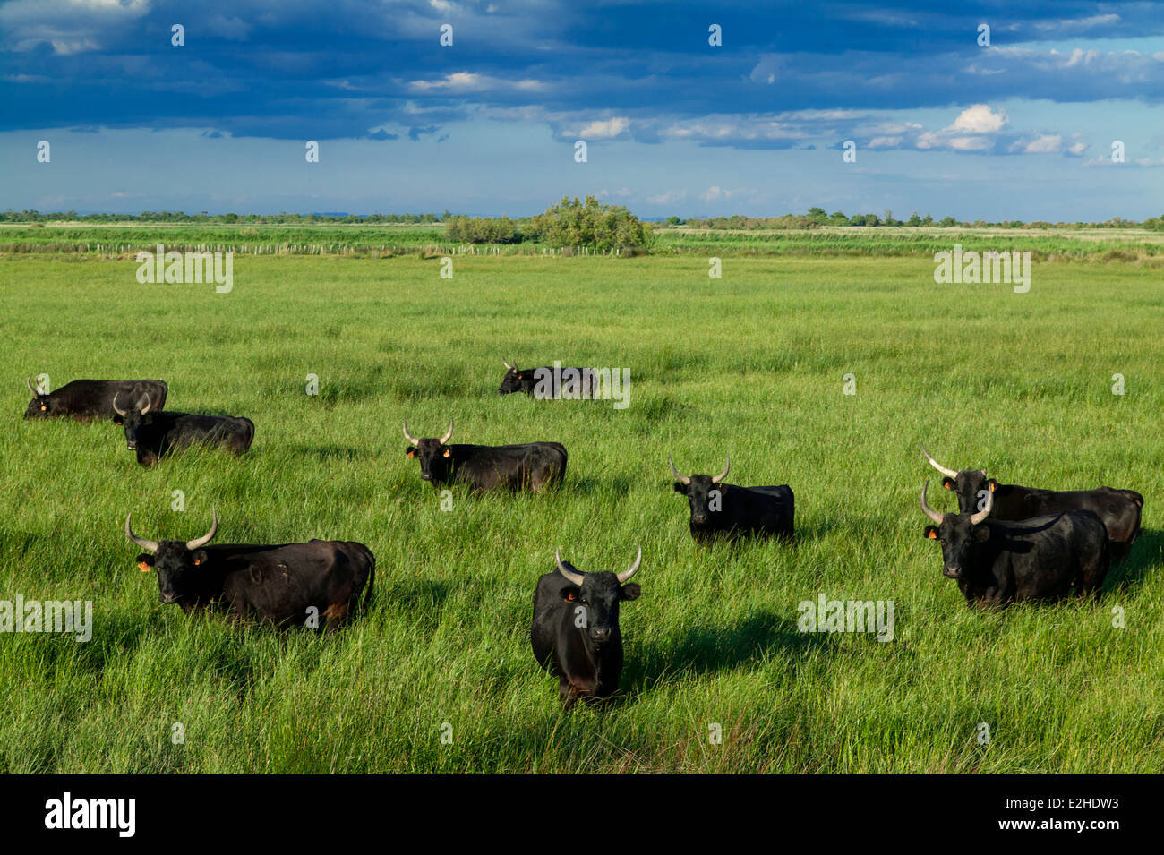Camargue Cattle, France Stock Photo - Alamy