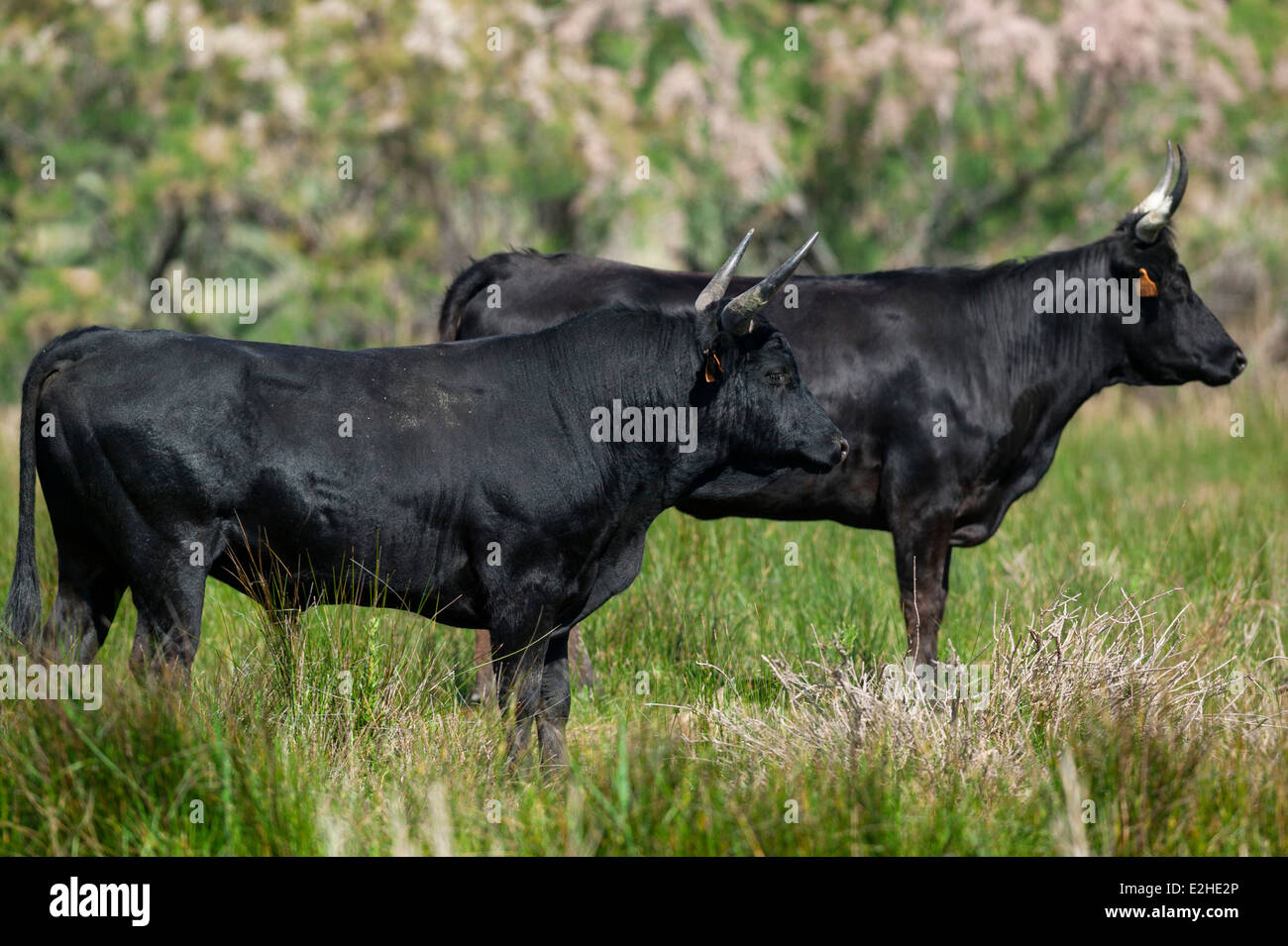 Camargue Cattle, France Stock Photo - Alamy