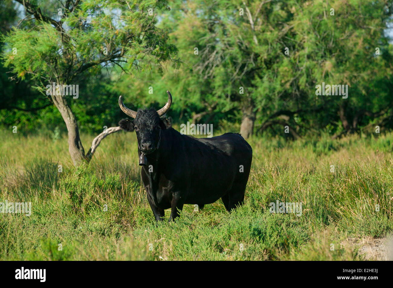 Camargue Cattle, France Stock Photo - Alamy