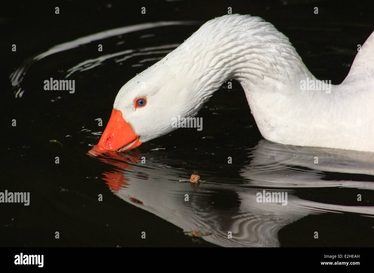 Domestic goose feeding in Llangollen Canal Stock Photo - Alamy