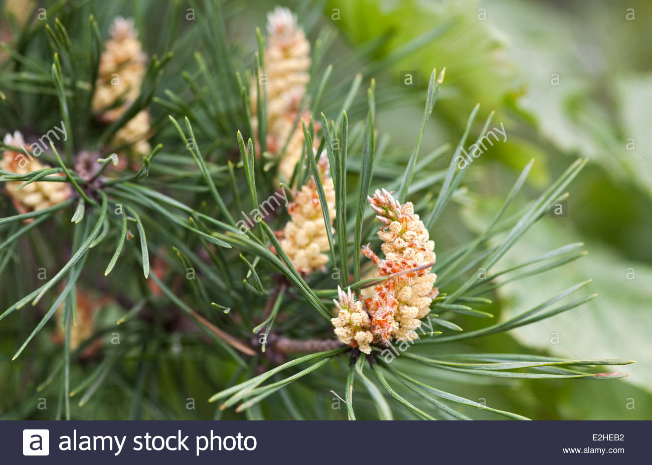 Pine Tree Flower Stock Photos & Pine Tree Flower Stock Images - Alamy
