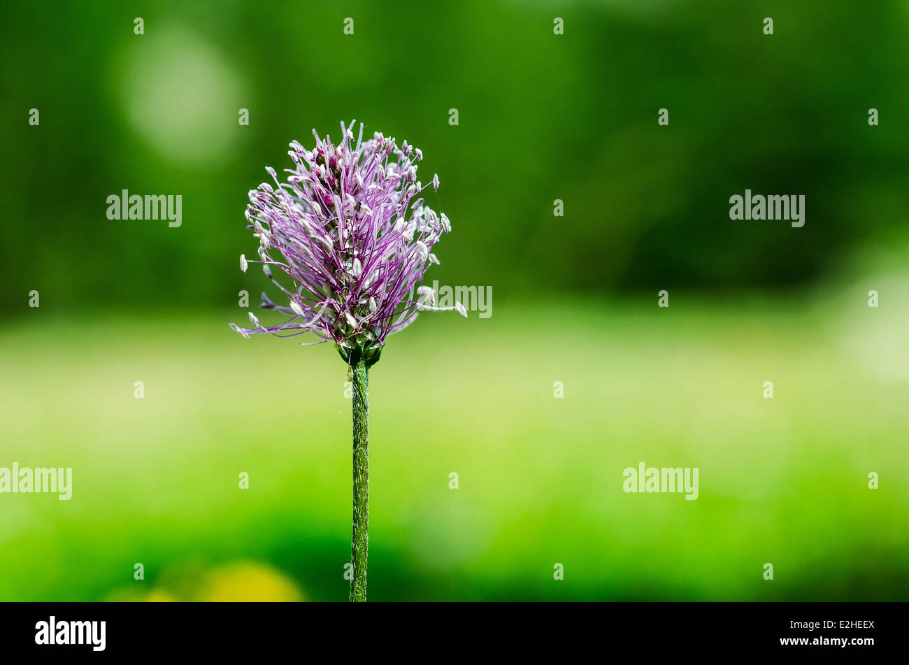 White daisy back lit hi-res stock photography and images - Alamy