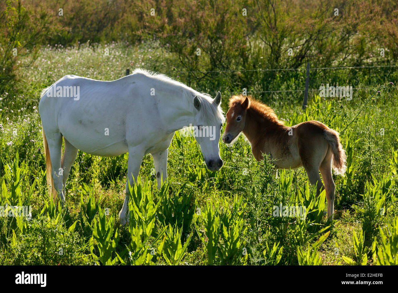 White Camargue Horse,Equus ferus caballus, France Stock Photo - Alamy
