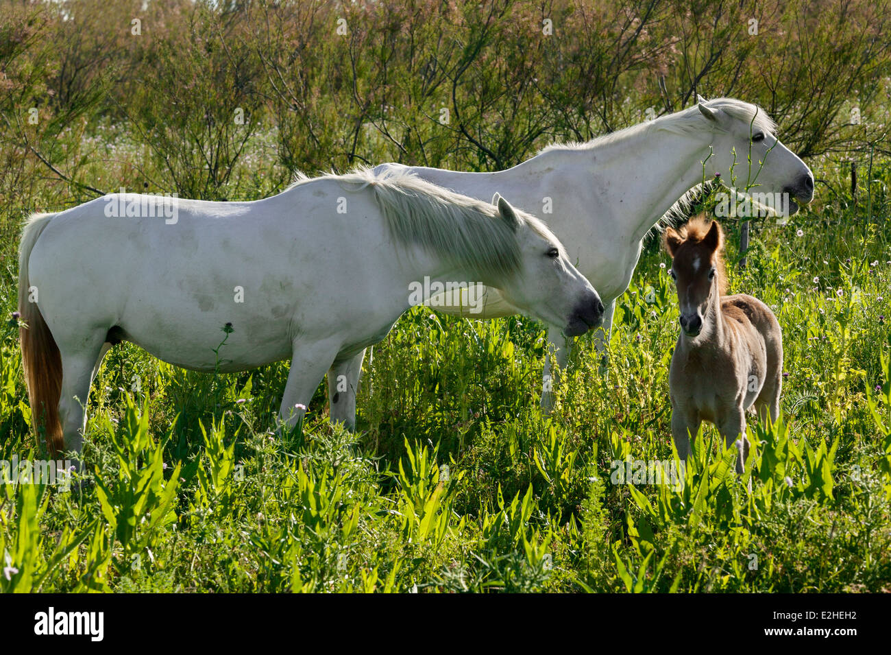 White Camargue Horse,Equus ferus caballus, France Stock Photo - Alamy