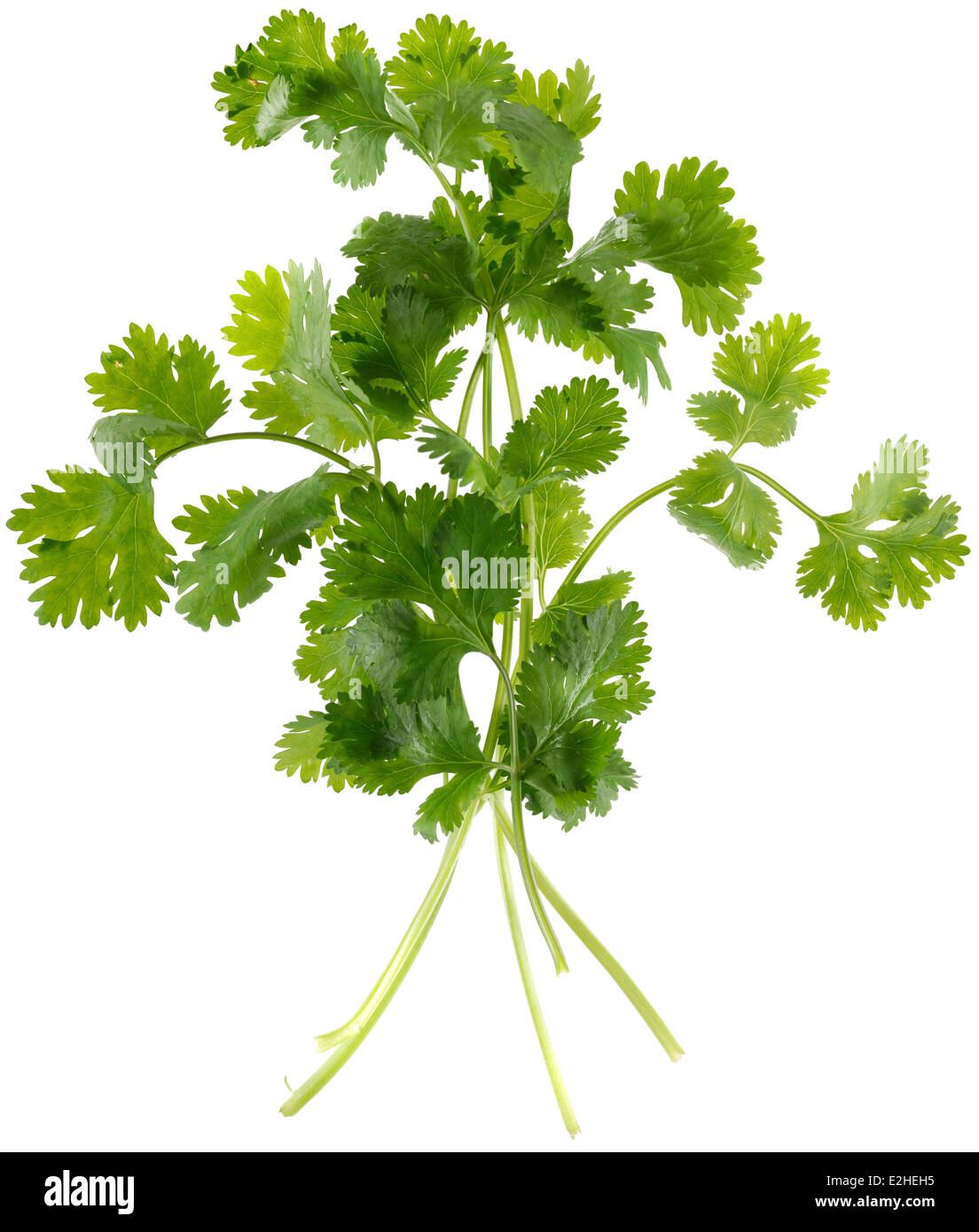 A BUNCH OF THE HERB FLAT LEAF PARSLEY CUT OUT ON WHITE Stock Photo - Alamy