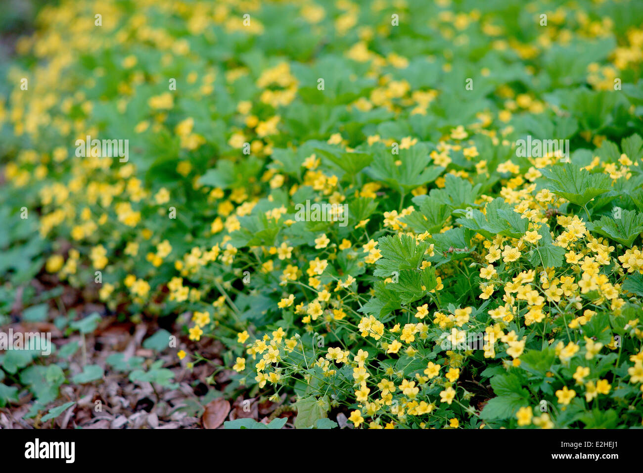 Waldsteinia geoides yellow spring flowers and green leaves Stock Photo ...