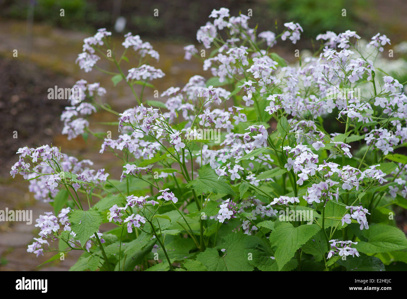 Perennial honesty flowers Lunaria rediviva Stock Photo - Alamy
