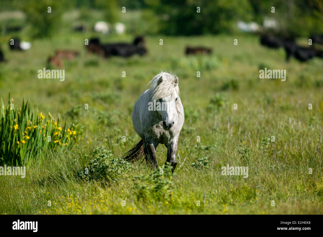 White Camargue Horse,Equus ferus caballus, France Stock Photo - Alamy