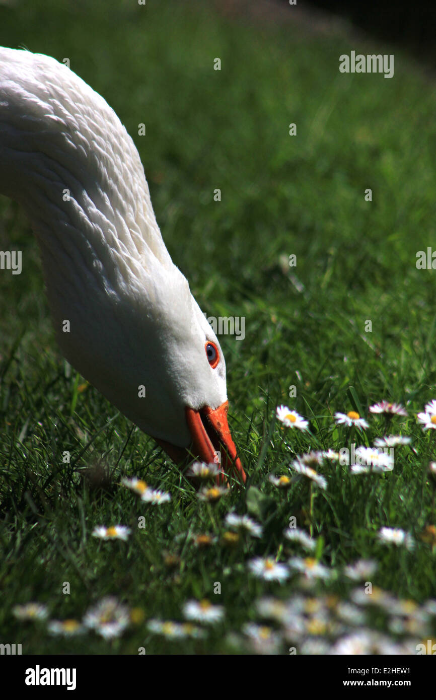 Domestic goose eating grass Stock Photo - Alamy