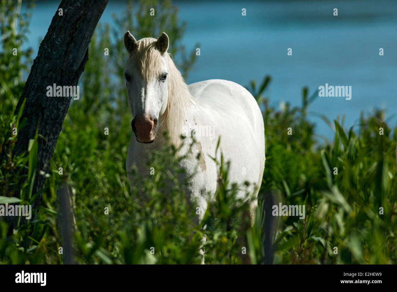 White Camargue Horse,Equus ferus caballus, France Stock Photo - Alamy