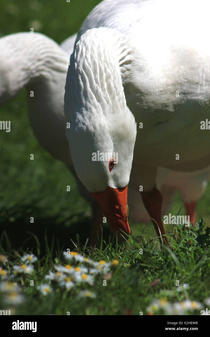 Domestic goose eating grass Stock Photo - Alamy