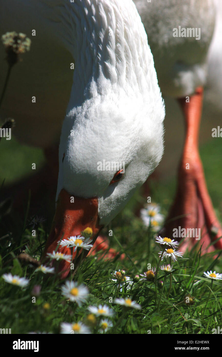Domestic goose eating grass Stock Photo - Alamy