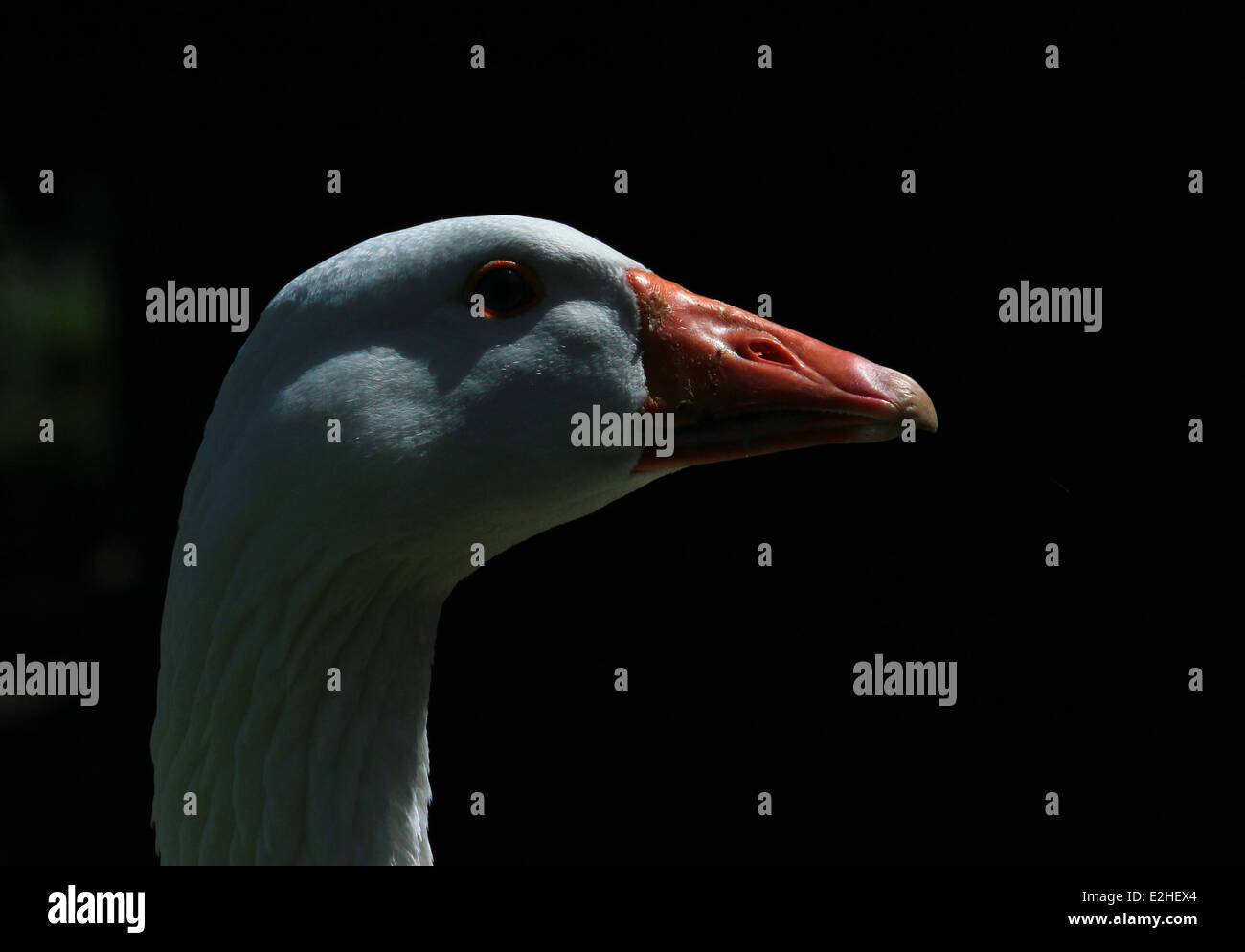 Domestic goose hi-res stock photography and images - Alamy