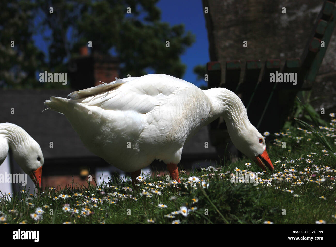 Domestic goose eating grass in cottage garden Stock Photo - Alamy