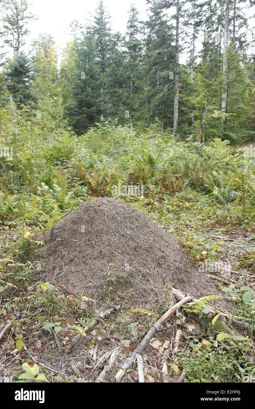 Ant anthill hi-res stock photography and images - Alamy