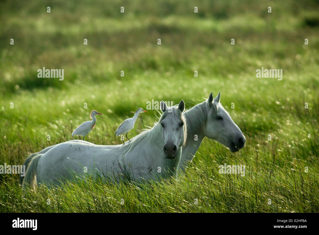 White Camargue Horse,Equus ferus caballus, France Stock Photo - Alamy