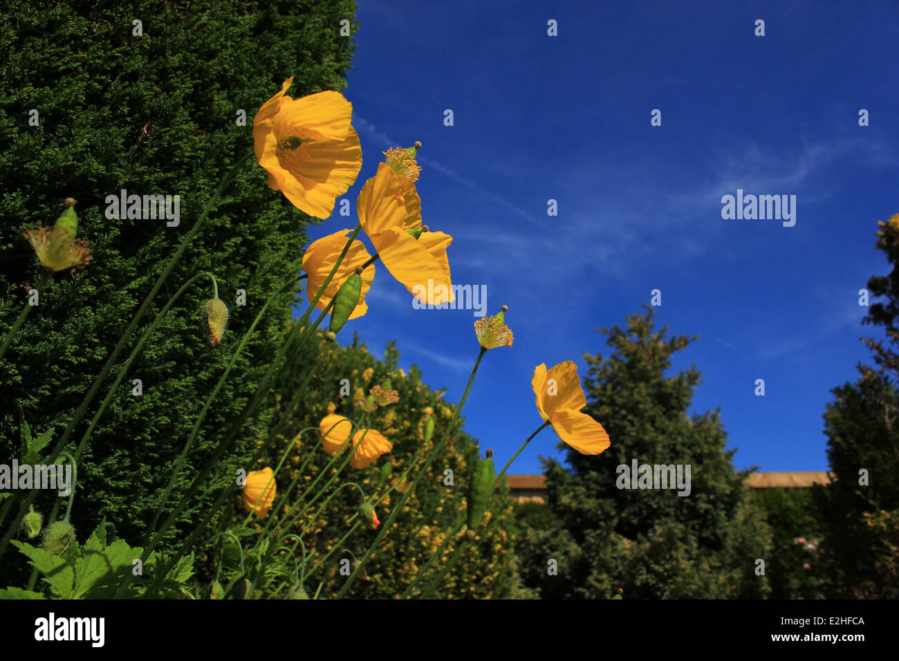 Yellow poppies in garden Stock Photo - Alamy